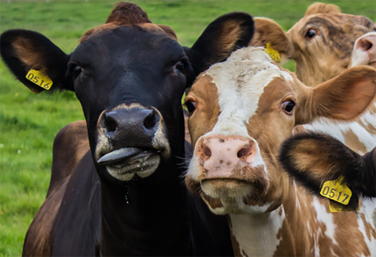 Pacer Cash Cows Series: 3 Questions in 3 Minutes | etf.com